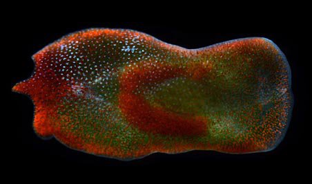 Evolution of the Gut | News | Astrobiology