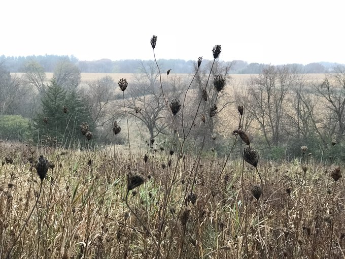 Fossils from the Great Ordivician Diversification Event | News ...