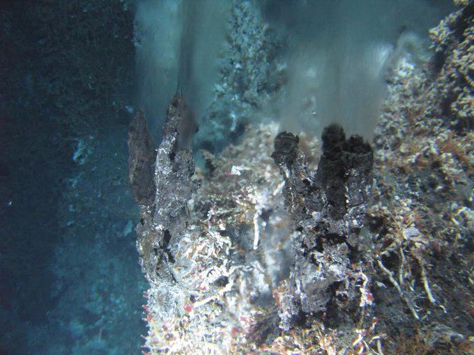 Diversity and Distribution Around Hydrothermal Vents | News | Astrobiology